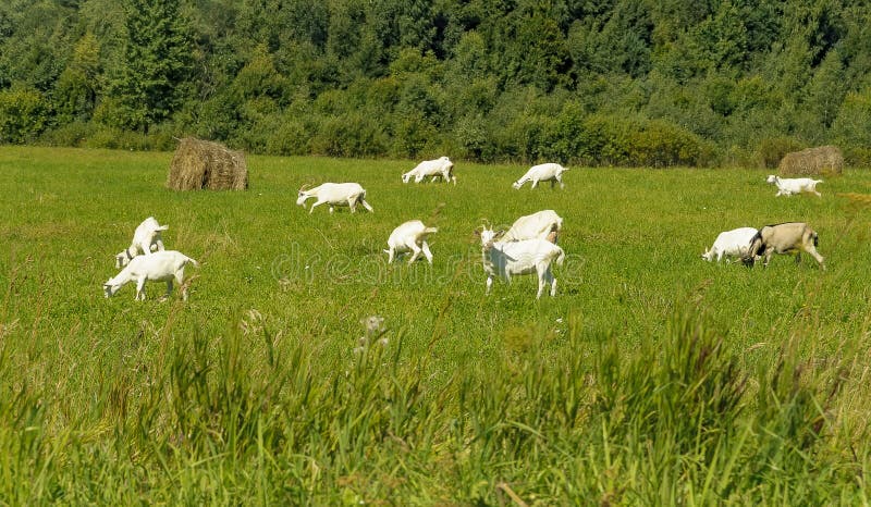 Summer Countryside with Grazing Animals, Cows and Goats Stock Photo ...