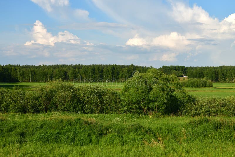 Summer Countryside Landscape with Forest and Meadow in Russia Stock ...