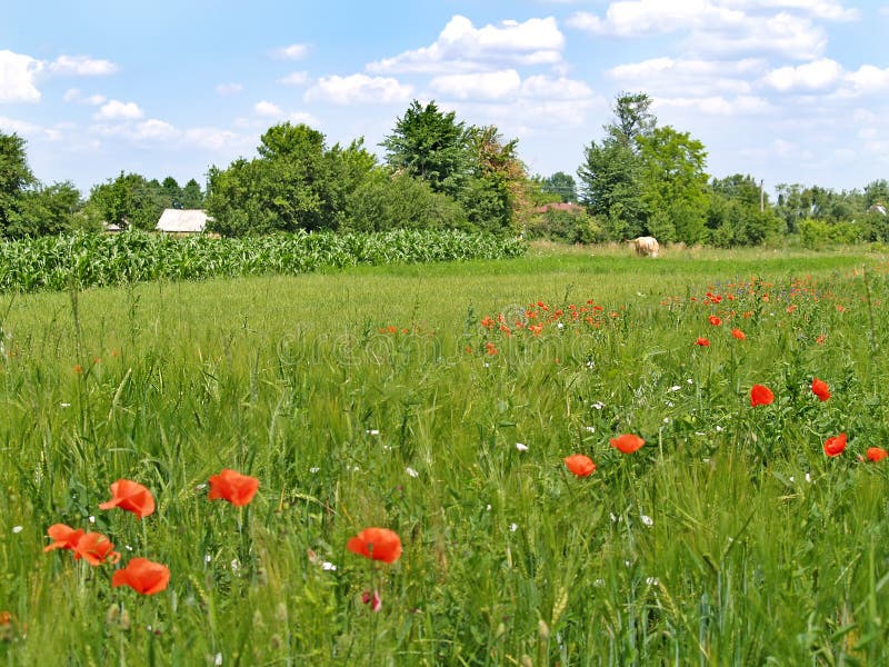 Summer Countryside Landscape with Red Poppies Stock Photo - Image of ...