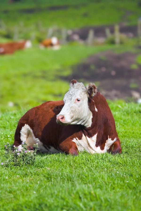 Summer cow stock image. Image of ecology, green, colorful - 2870371