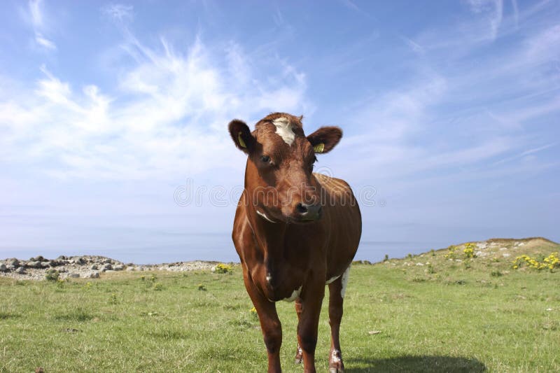 Summer Cow (brown) stock image. Image of herd, clouds - 1032539