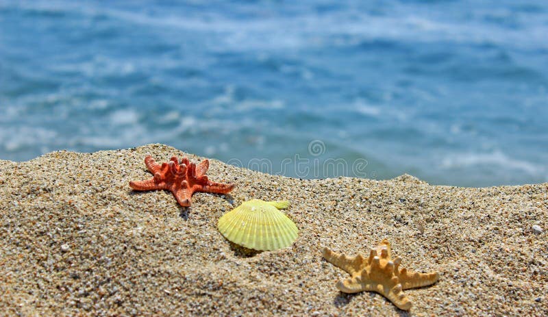 Summer Creation on the Beach with Sea Natural Creatures Stock Image ...