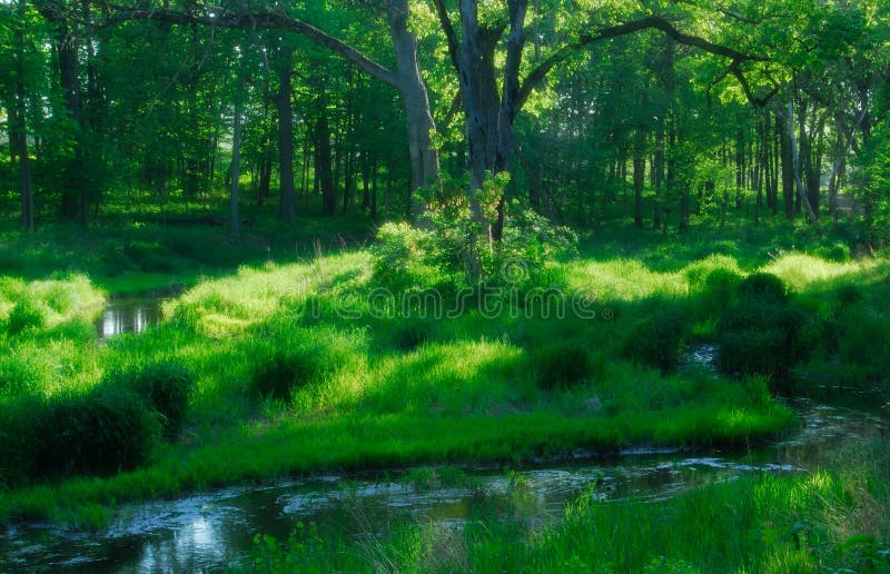 Summer creek stock image. Image of leisure, nature, creek - 829089
