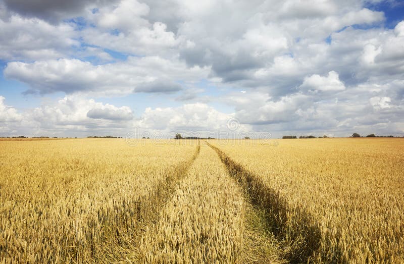 Summer Crop Field Landscape with Scenic Cloudscape Stock Image - Image ...