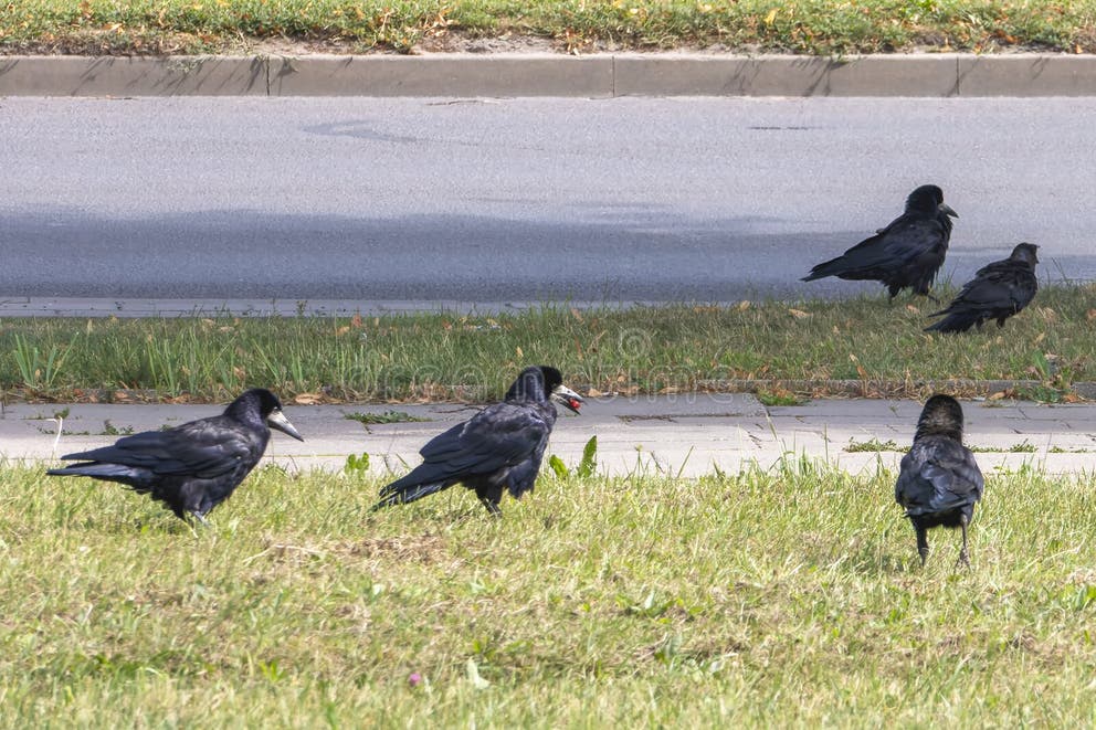 In Summer, Crows are Looking for Food in the Field Stock Photo - Image ...