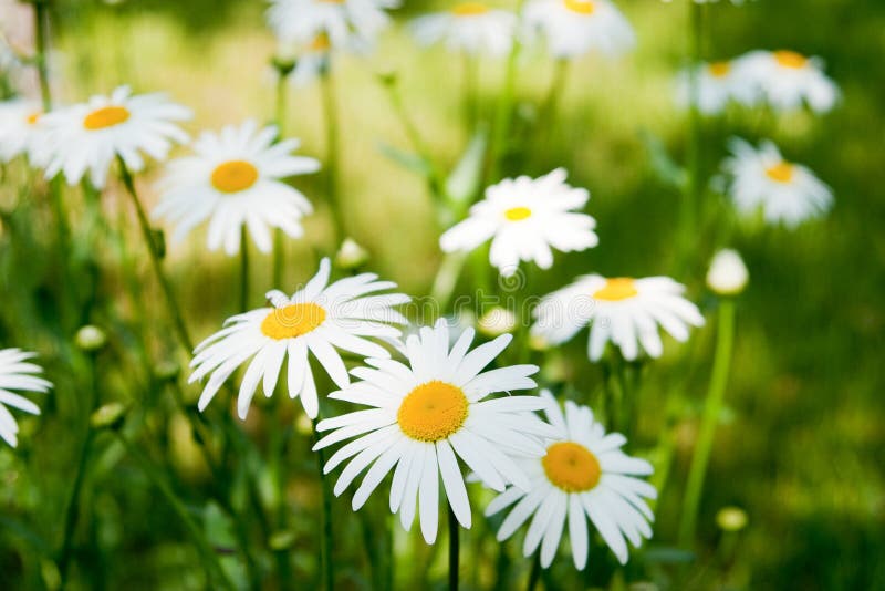 Spring Daisies stock image. Image of garden, seasons - 12776513