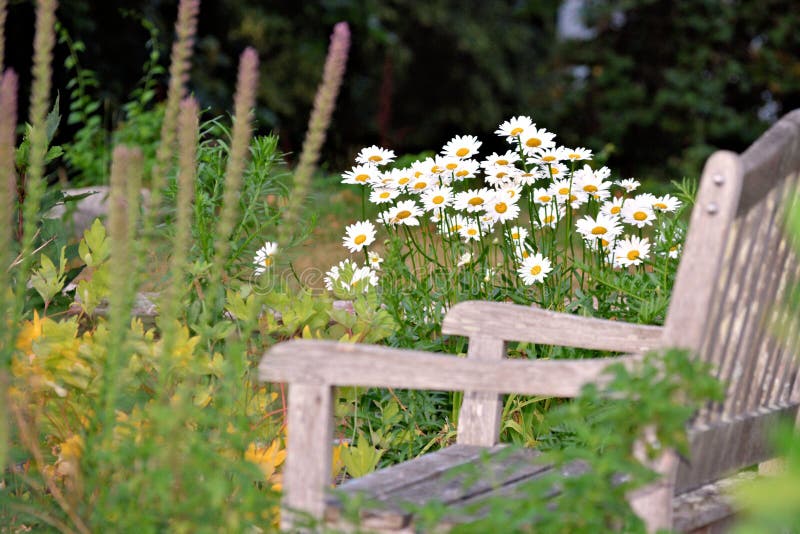 Summer Daisies on a Yellow Background Stock Photo - Image of beautiful ...