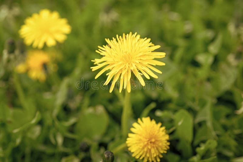 Summer Dandelion Flower. Dandelion Flower in Grass. Image of Dandelion ...