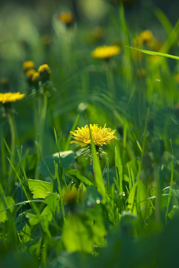 Summer dandelion stock image. Image of flora, life, multi - 31057223