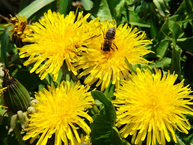 Summer dandelions stock photo. Image of nature, summer - 31231706