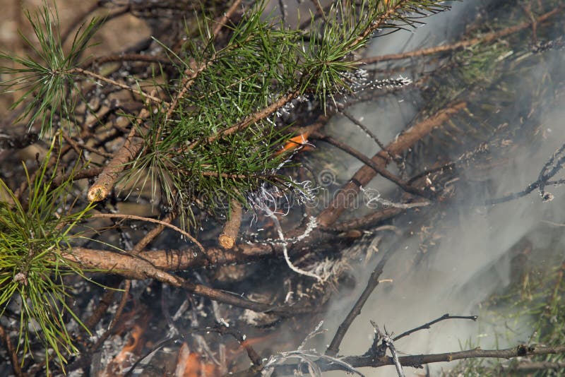 Terrible Deforestation Stock Photos - Free & Royalty-Free Stock Photos ...