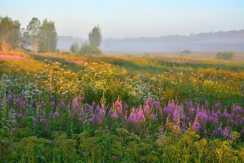 Summer dawn stock photo. Image of dawn, nice, field, blades - 98165588