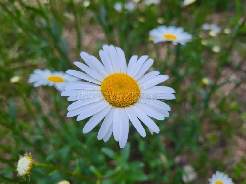 On a Summer Day, a Beautiful White Daisy Stands Alone in the Green Grass Stock Image - Image of ...