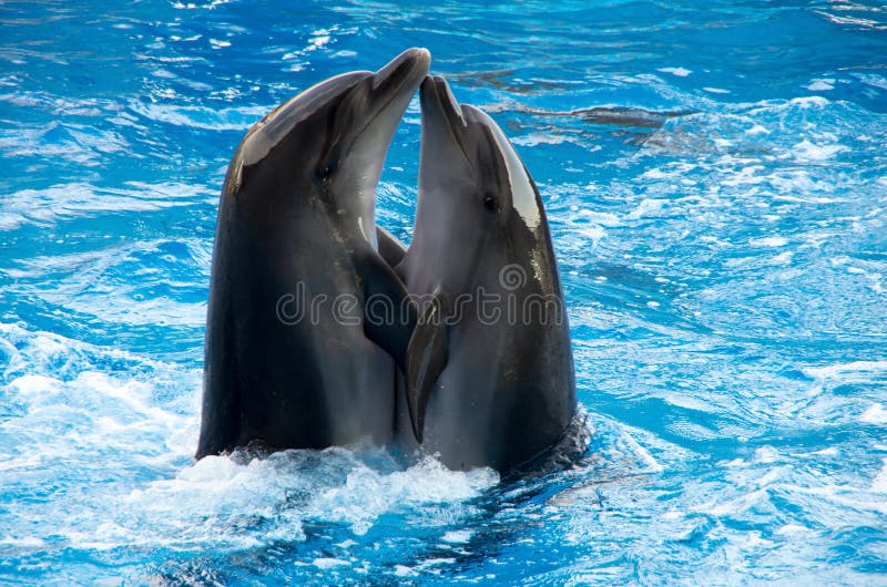 A Pair of Cheerful, Flying Dolphins Dancing a Delicate Dance Stock ...