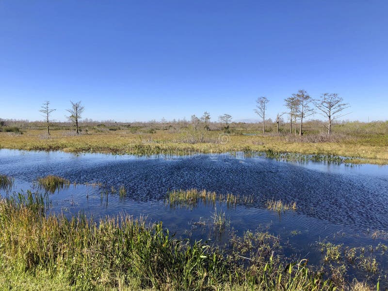 Summer in the swamp stock image. Image of edge, coast - 108198487