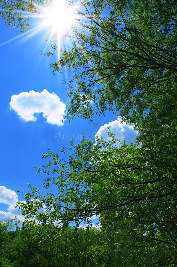 Summer day at noon stock image. Image of light, plants - 5382171