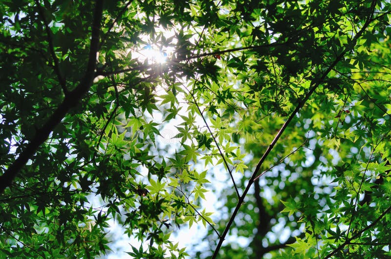 Summer day (shade) stock image. Image of refreshing, plant - 21163565