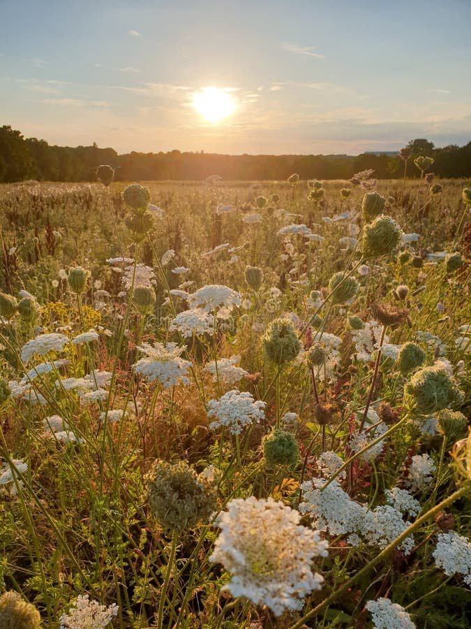 Summer Days and Flowery Haze in a Setting Sun Stock Photo - Image of ...