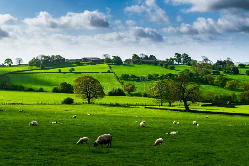A Summer Scene with Sheep in a Pasture Stock Photo - Image of season ...