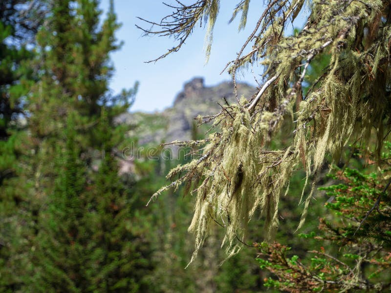 Summer Deep Wild Forest. Lichen Hanging on the Branches of a Pine Tree ...