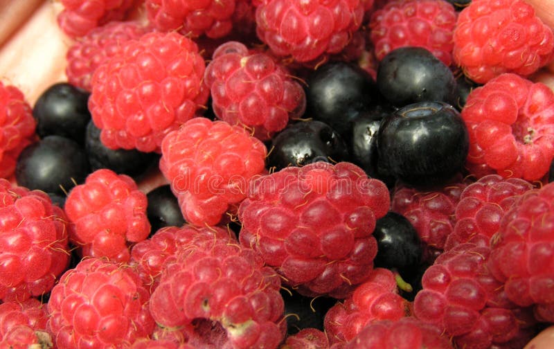 Summer Delight Picture. Image: 231305