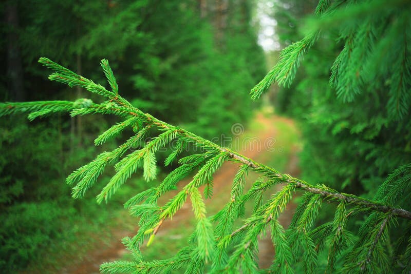 Summer Dense Forest Landscape Stock Image - Image of plant, park: 69414125