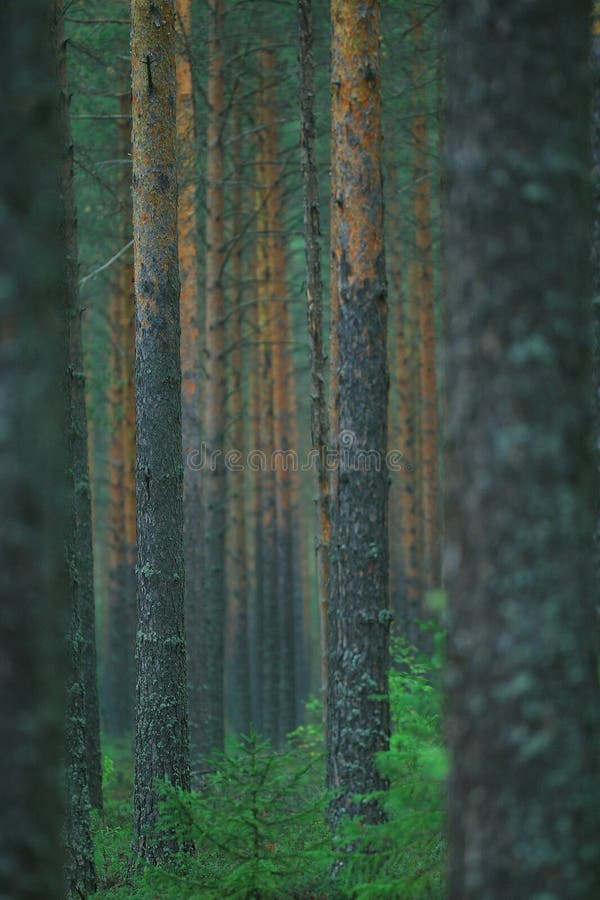 Summer in Dense Pine Forest Stock Photo - Image of forests, lungs: 61122158