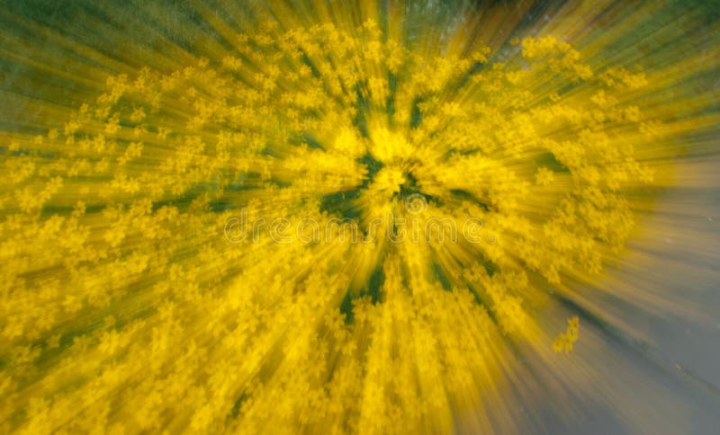 Summer Dizziness. Yellow Explousion. Stock Illustration - Illustration ...