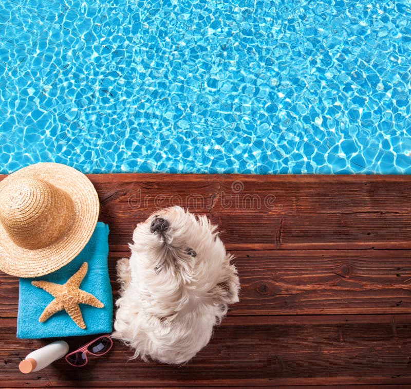 Funny Dog Sunbathing on Summer Stock Image - Image of rest, animal ...