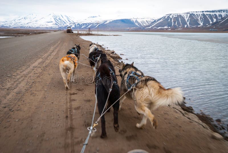 Summer Dog Sledding, First Person Perspective Stock Photo - Image of ...