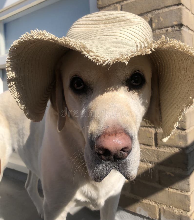 Summer dog stock photo. Image of labrador, summer, yellow - 233554550
