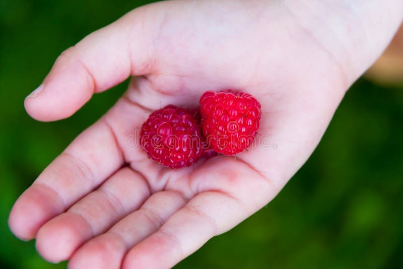 Summer dream stock image. Image of berry, green, healthy - 34716873