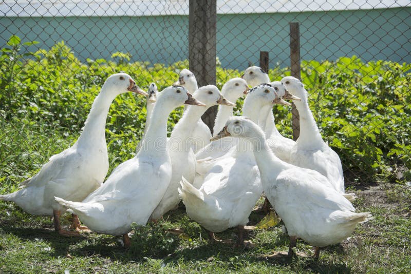 Summer Duck Standing on the Grass. Stock Image - Image of small ...