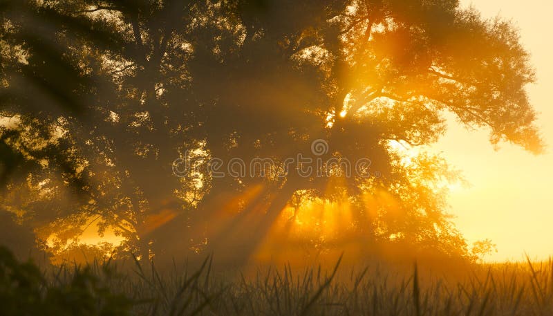 Morning Tree Fog stock image. Image of light, dreaming - 121823195