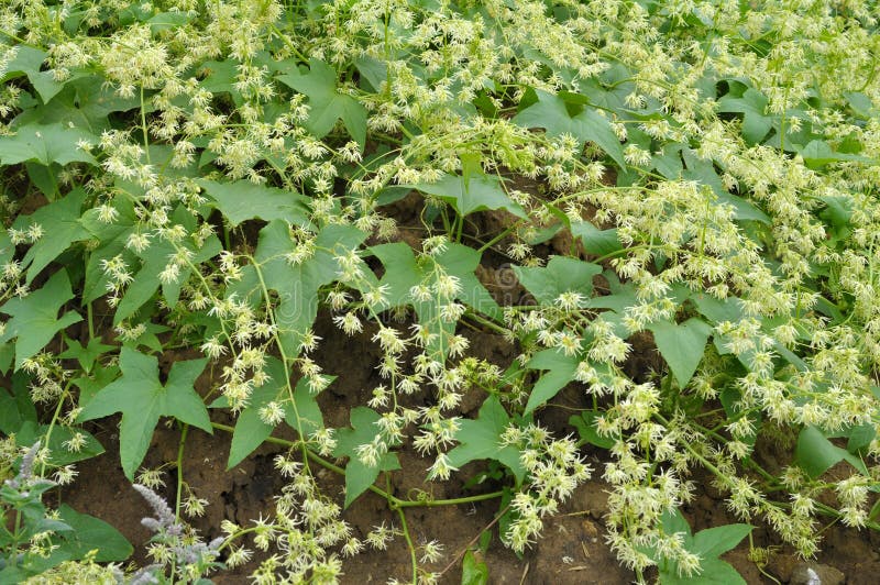 In the Wild Echinocystis Lobata Grows Stock Image - Image of flower ...