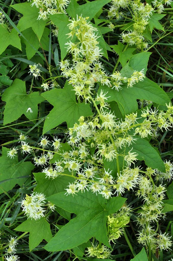 In the Wild Echinocystis Lobata Grows Stock Image - Image of garden ...