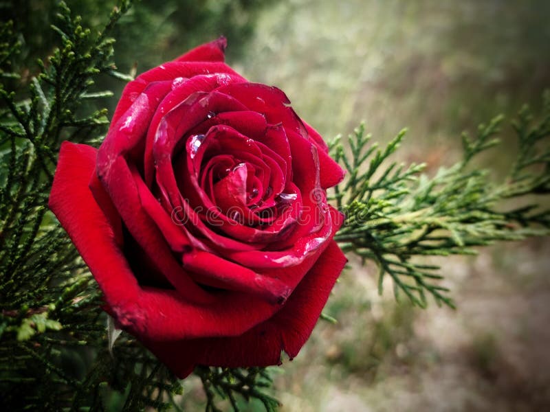 Summer Enchanted Red Forest Rose Stock Photo - Image of wildlife ...