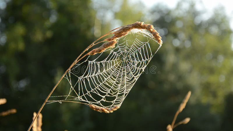 Grass Spider Stock Footage & Videos - 1,567 Stock Videos