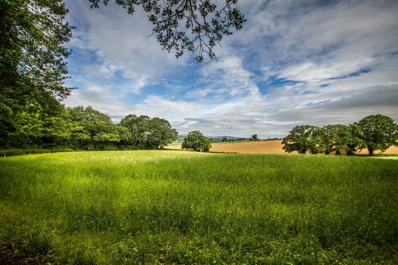Summer in England stock photo. Image of pasture, grass - 25549920
