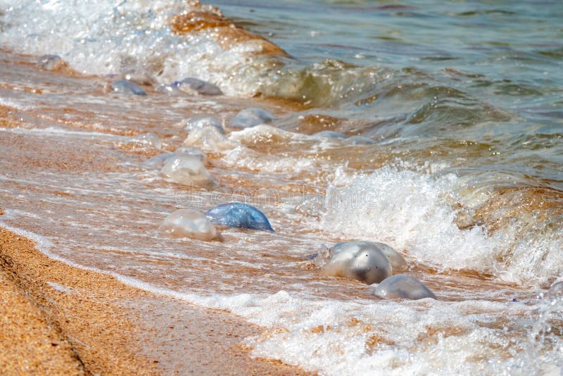 Summer Evening on a Beach of Azov Sea in Summer Stock Image - Image of ...