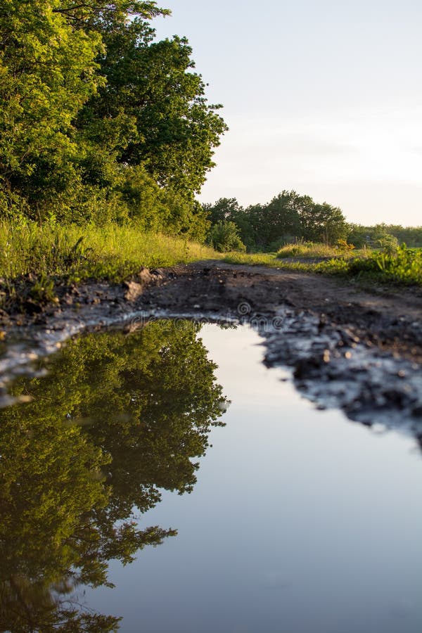 Summer Evening, Forest Reflection in a Puddle. Beautiful Nature ...