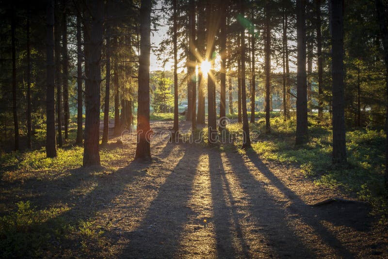 Beautiful Sunbeams between the Trees on Summer Evening in the Forrest ...