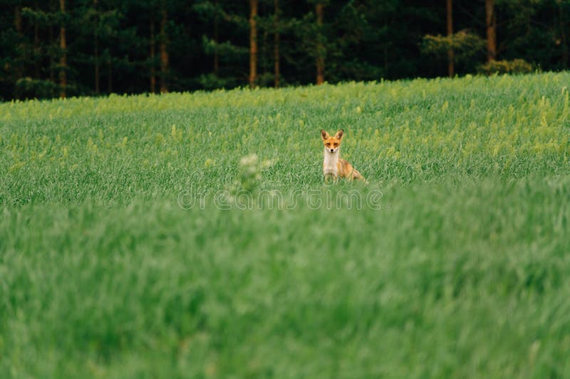 Summer Evening. Fox Stands in the Middle of the Field and Looks at the ...