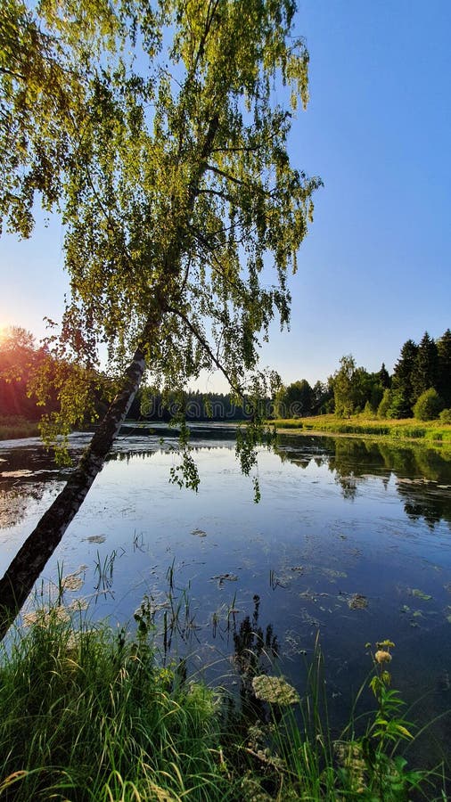 Summer evening on the lake stock photo. Image of park - 253821268