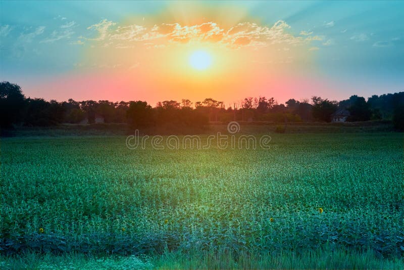 Sunset in the field stock image. Image of green, agriculture - 122291881