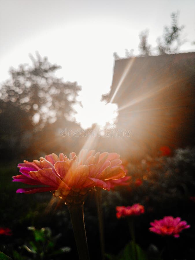 Summer evening outside stock image. Image of nature - 230454537