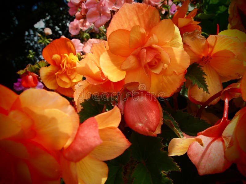 Summer extravaganza stock photo. Image of summer, garden - 56326202