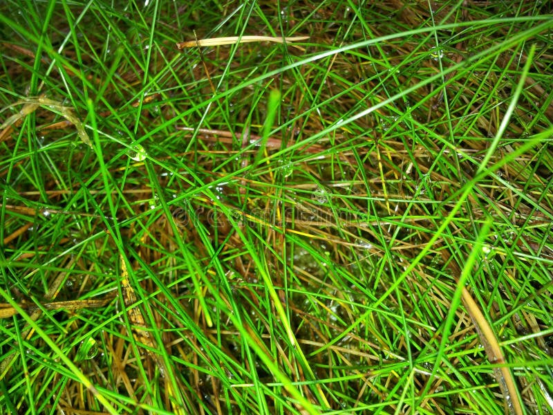 Summer and Fall Landscape with Objects of Nature Stock Image - Image of ...