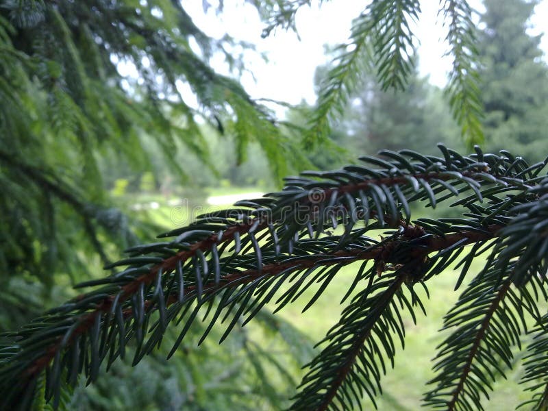 Summer and Fall Landscape with Objects of Nature Fur Tree Stock Image ...