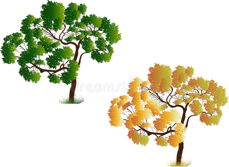 Summer and Fall Two Trees Isolated on White Stock Vector - Illustration ...